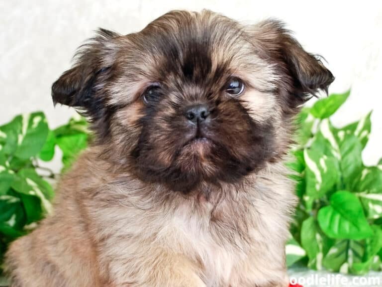 Shih Tzu Pomeranian Mix - The Shiranian [Shi Pom] - Oodle Life