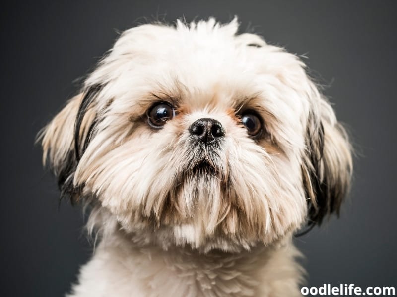 Shih Tzu Pomeranian Mix - The Shiranian [Shi Pom] - Oodle Life