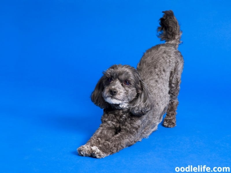 Terrier Poodle Mix Black And White