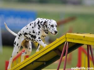 11 Most HYPER Dog Breeds (With Photos) - Oodle Life