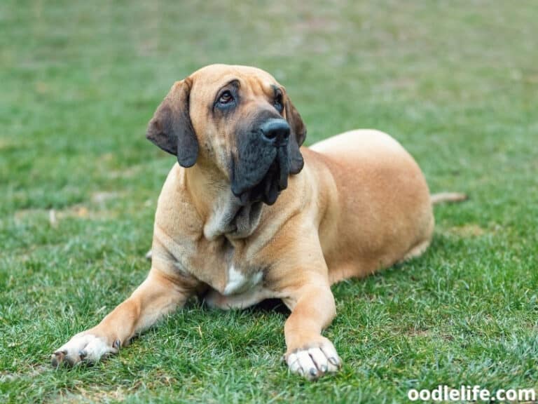 The Top 9 Scariest Dog Breeds (Scary!) With Photos - Oodle Life