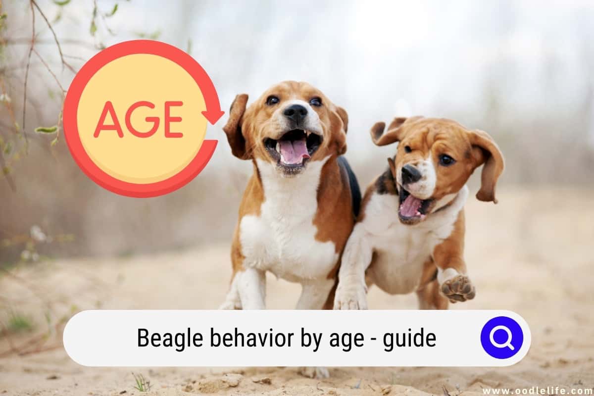 Beagle Behavior By Age [Guide] - Oodle Life