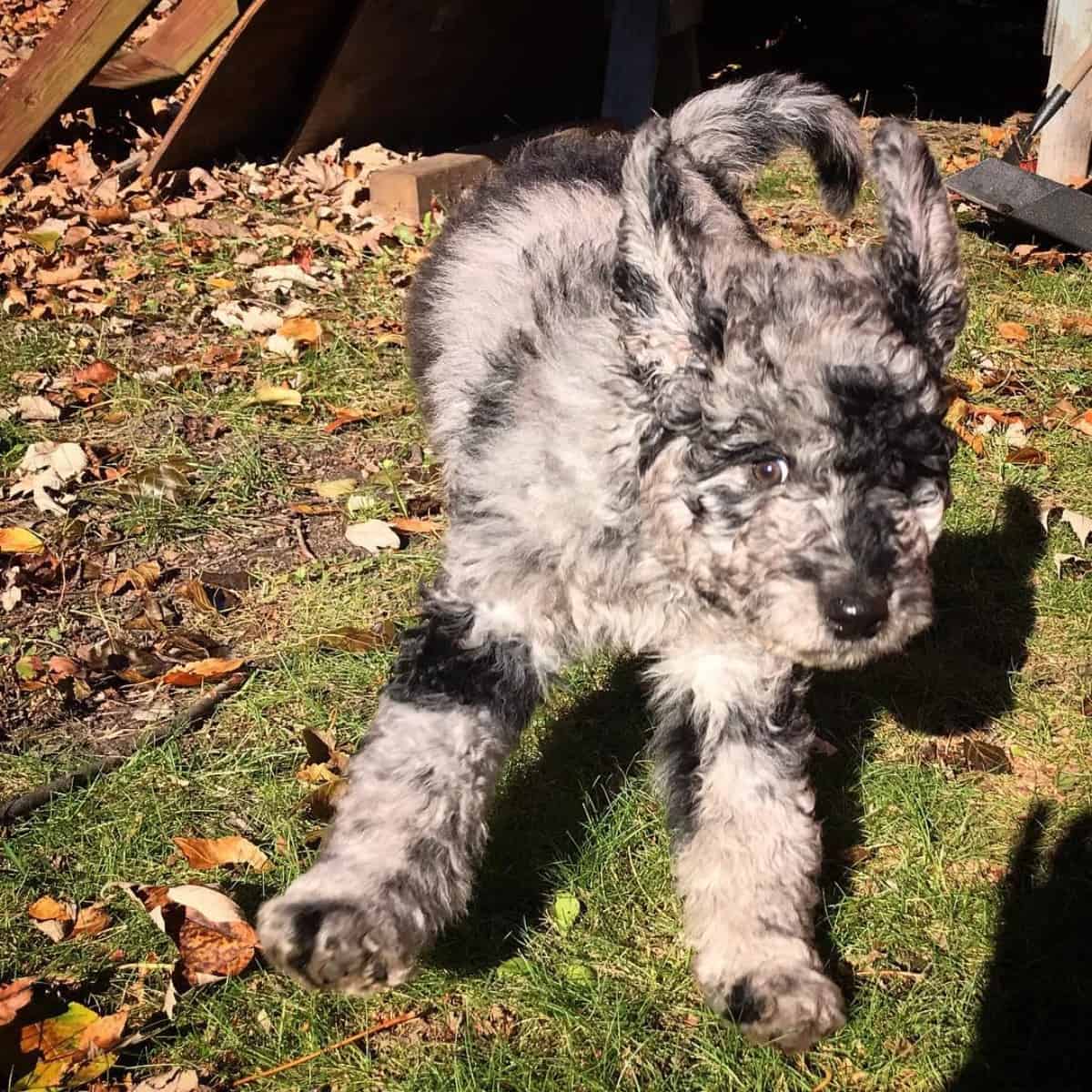 Blue Merle Labradoodle Guide - Oodle Life