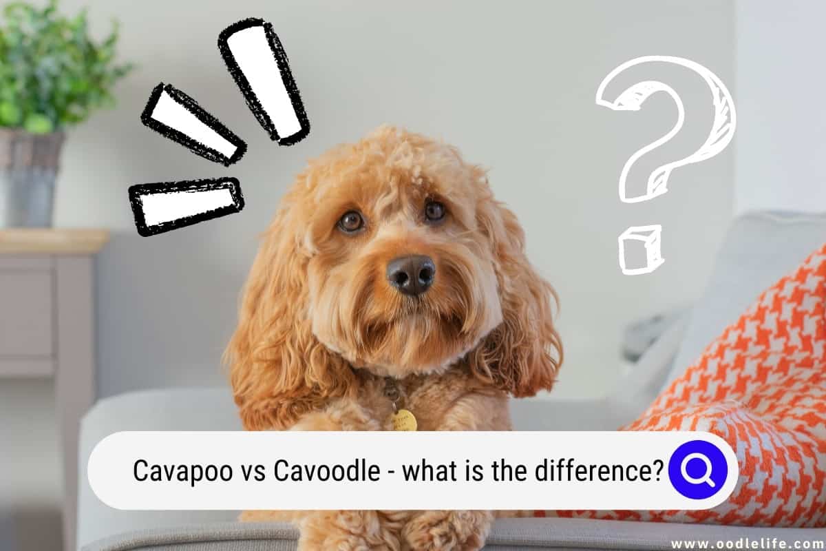 Cavapoo Vs Cavoodle: What Is The Difference? - Oodle Life