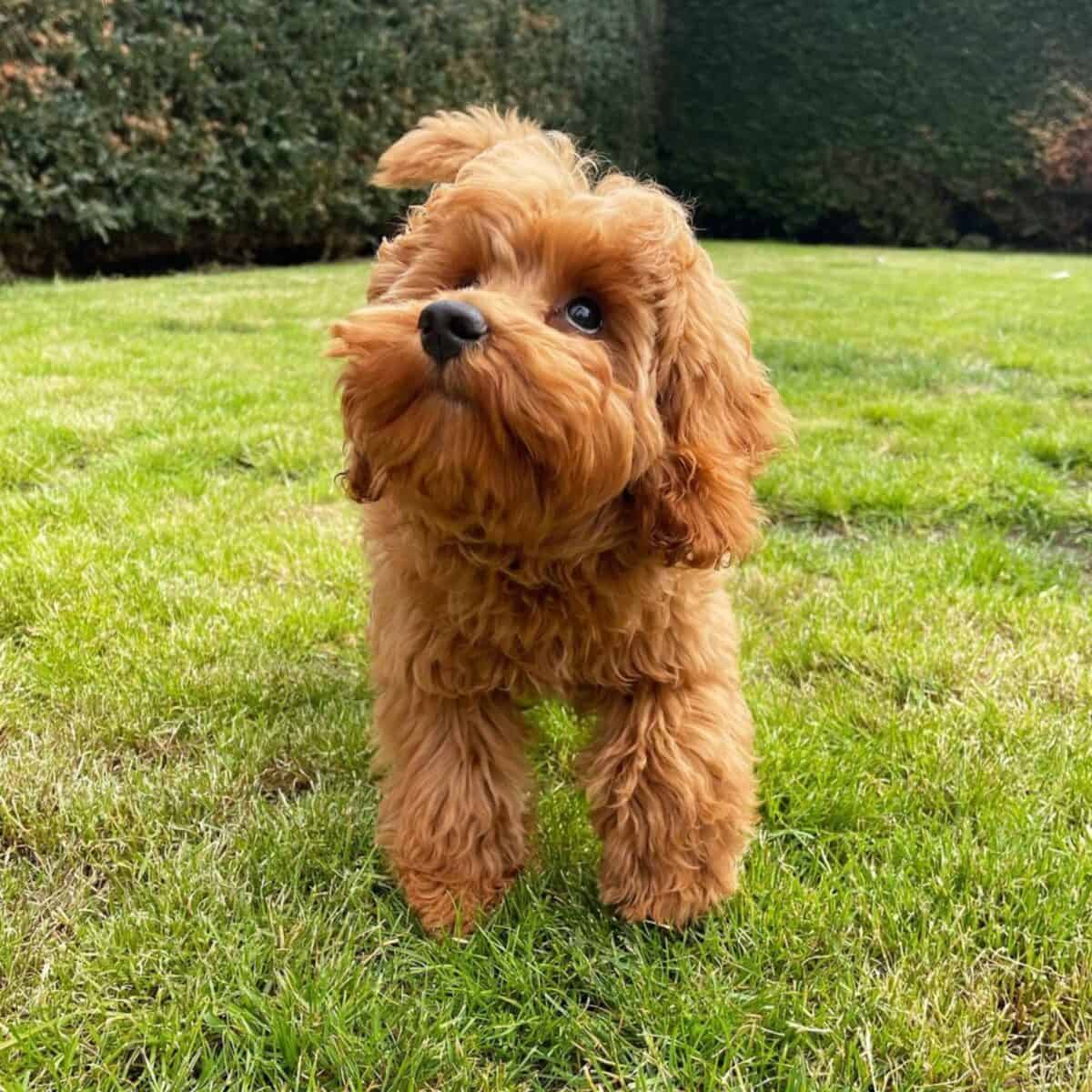 Toy Cockapoo Guide (with Photos!) - Oodle Life