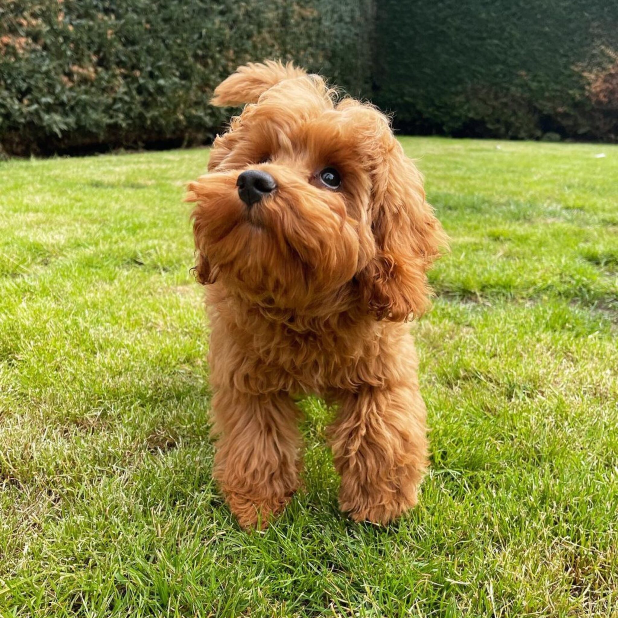 Toy Cockapoo Guide (with Photos!) - Oodle Life