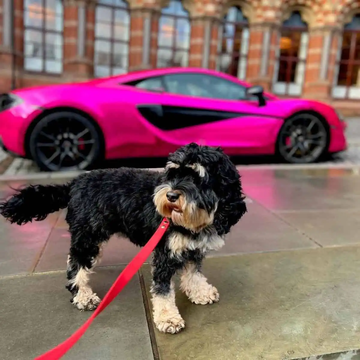 Toy Cockapoo Guide (with Photos!) - Oodle Life