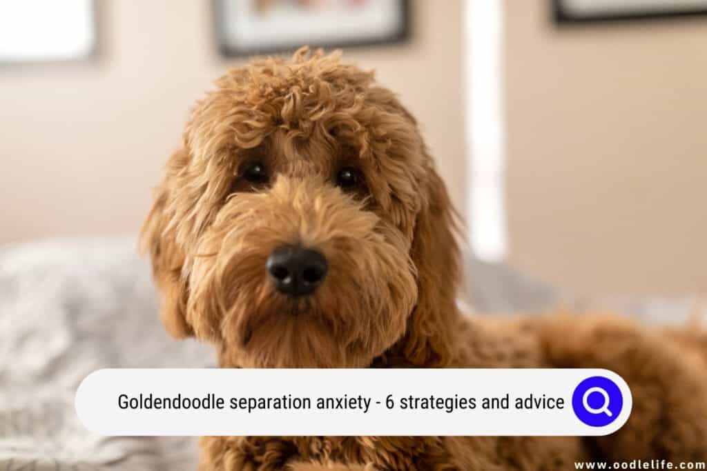Goldendoodle Separation Anxiety (6 Strategies And Advice) - Oodle Life