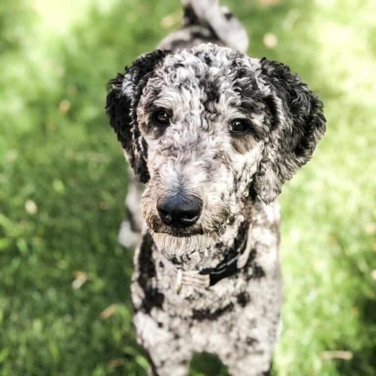 Blue Merle Labradoodle Guide - Oodle Life
