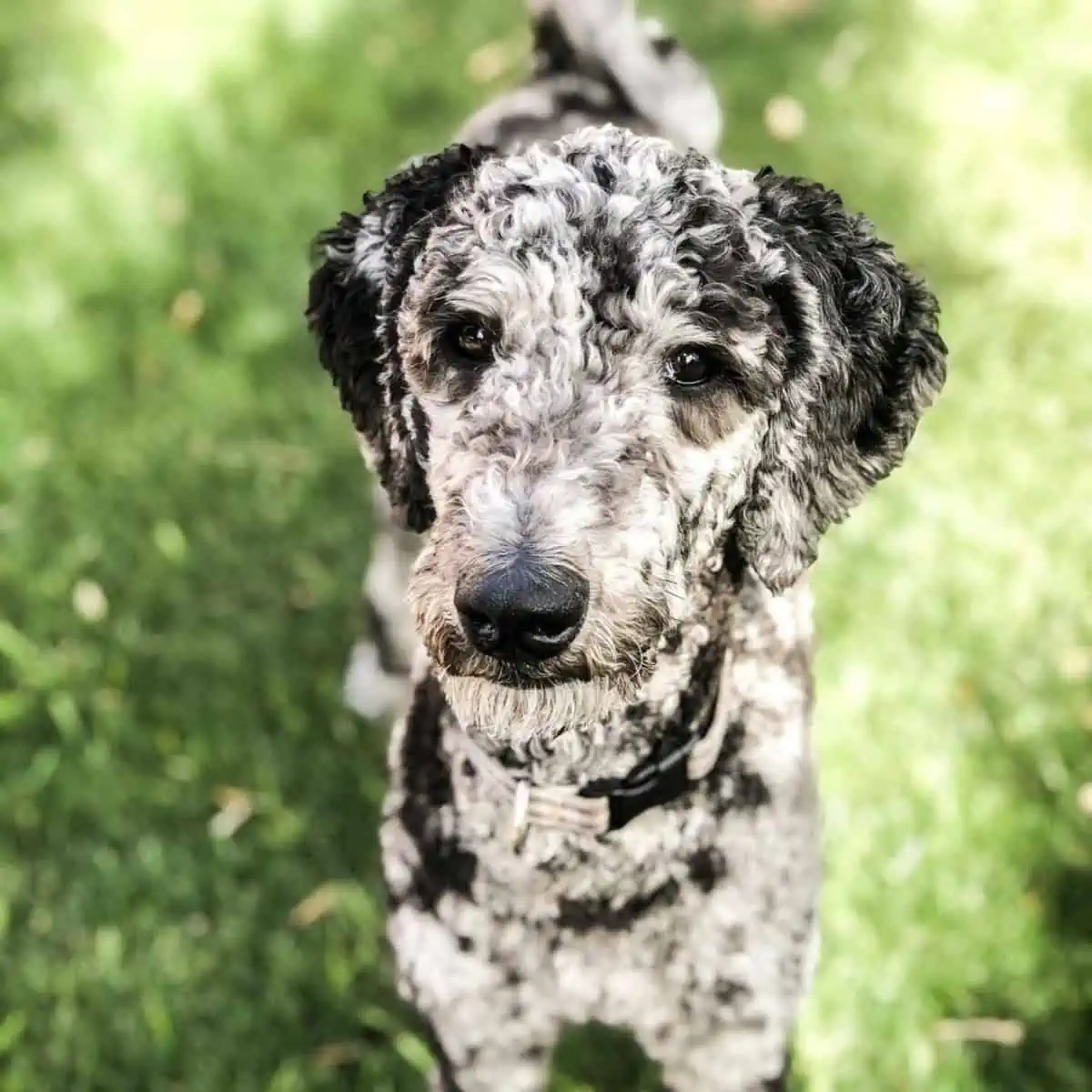 Blue Merle Labradoodle Guide - Oodle Life