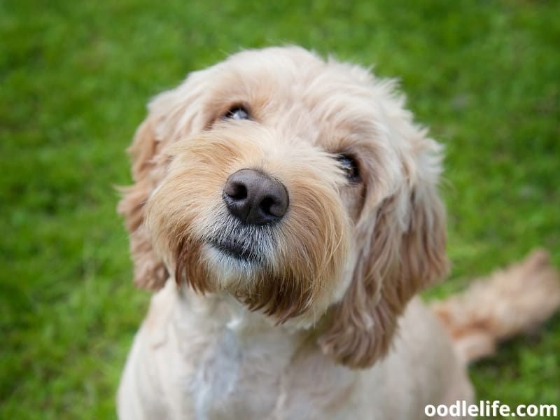 Toy Cockapoo Guide (with Photos!) - Oodle Life