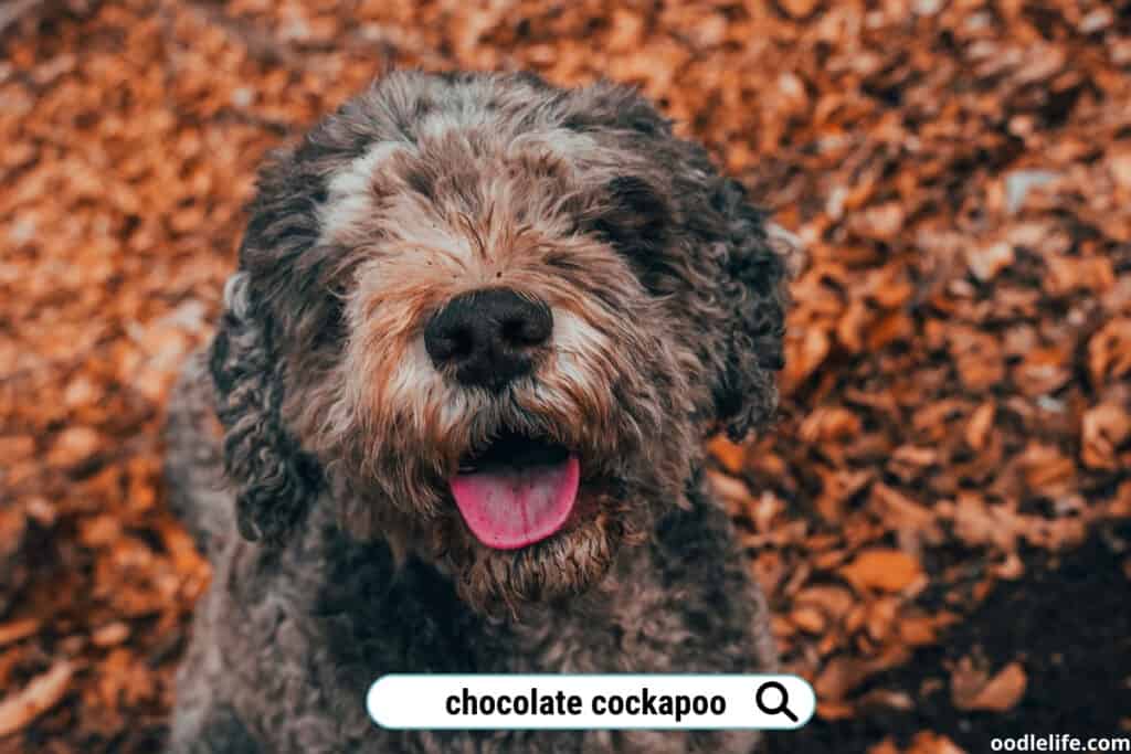 Chocolate Cockapoo Guide (With Photos!) - Oodle Life