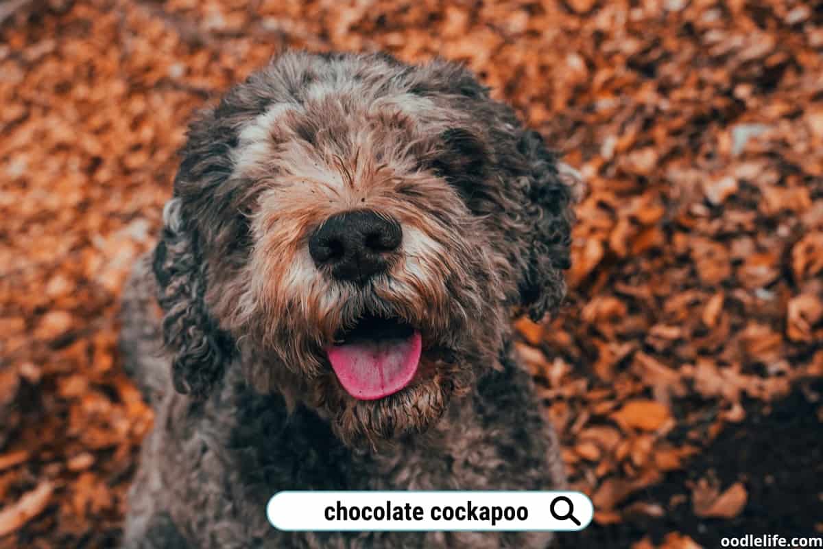 Chocolate Cockapoo Guide (With Photos!) - Oodle Life