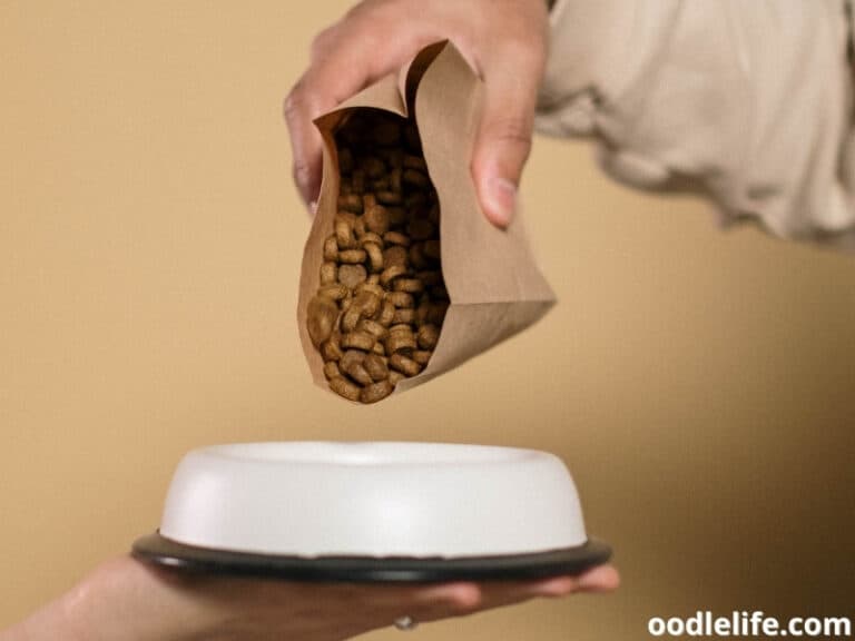 When Is A Pomapoo Full Grown? - Oodle Life