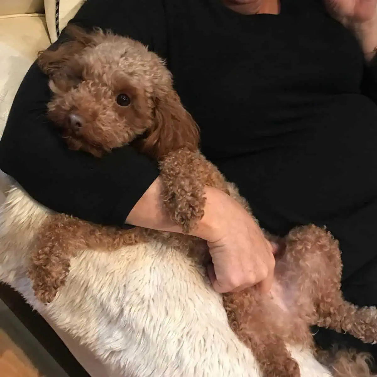 Why Do Poodles Lick So Much? - OodleLife®