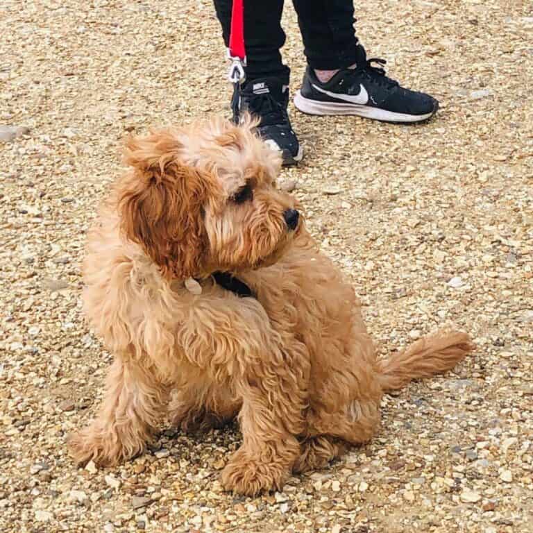 Best Cavapoo Rescues In The UK (2024) - Oodle Life