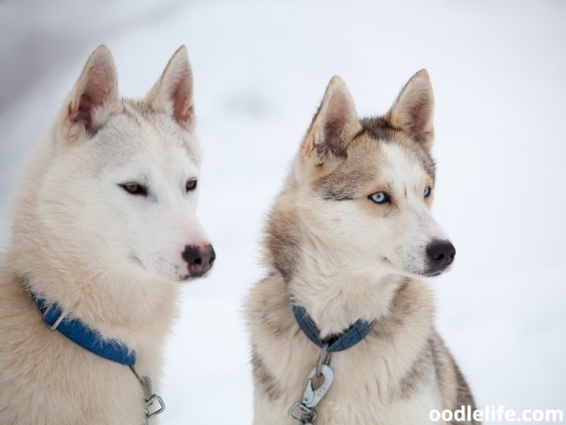 Alaskan Husky Vs Siberian Husky What's The Difference?