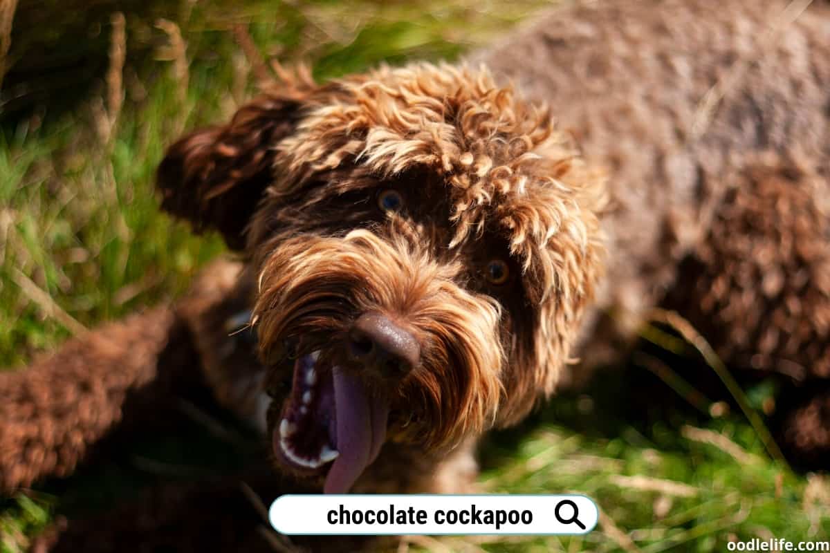 Chocolate Cockapoo Guide (With Photos!) - Oodle Life