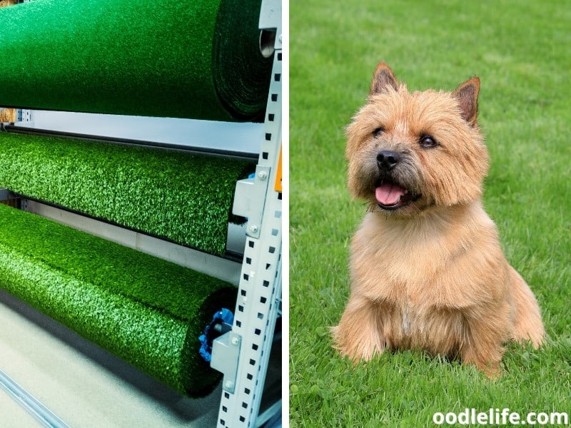 Best Type Of Dog Grass Pad Is Best For Your Balcony (DIY And Bought ...