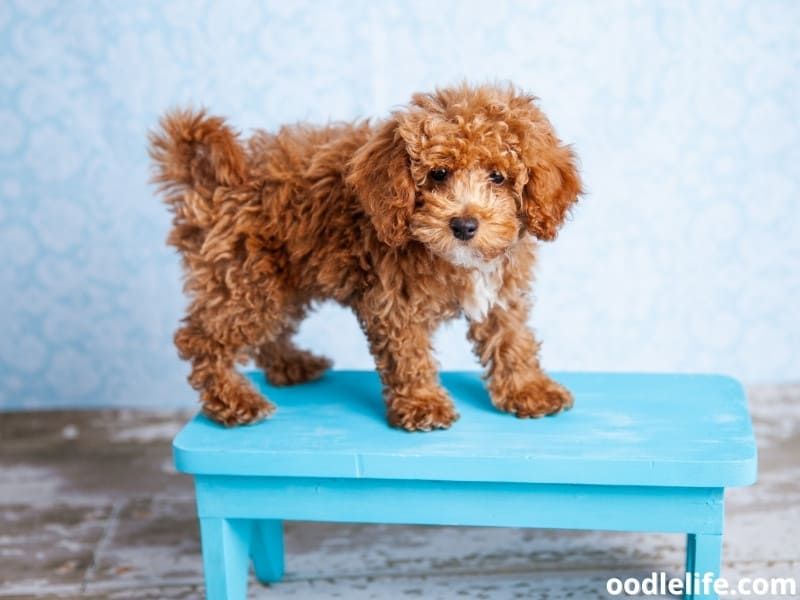 When Is A Bichpoo Full Grown? - Oodle Life