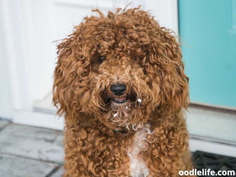 When Is A Bichpoo Full Grown? - Oodle Life