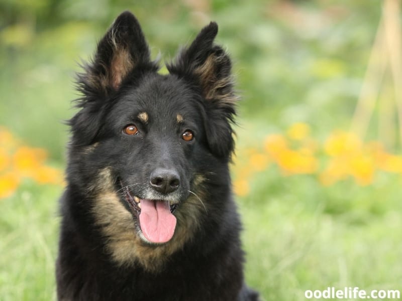 11 Dogs That Look Like German Shepherds (PHOTOS) - Oodle Life