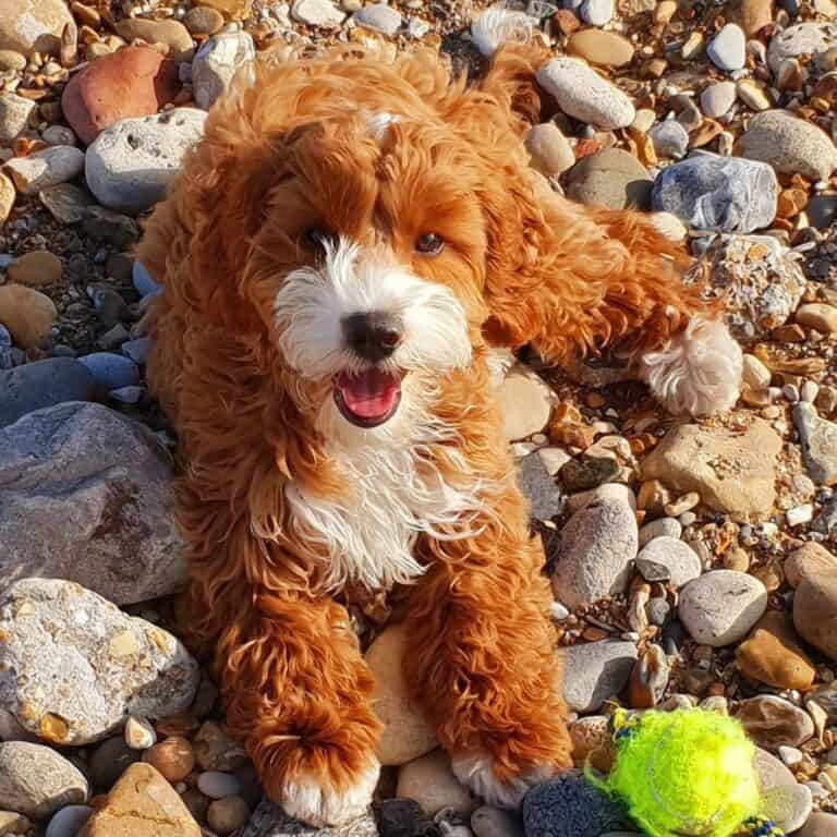 When Is A Cockapoo Full Grown? (with Photos) - Oodle Life