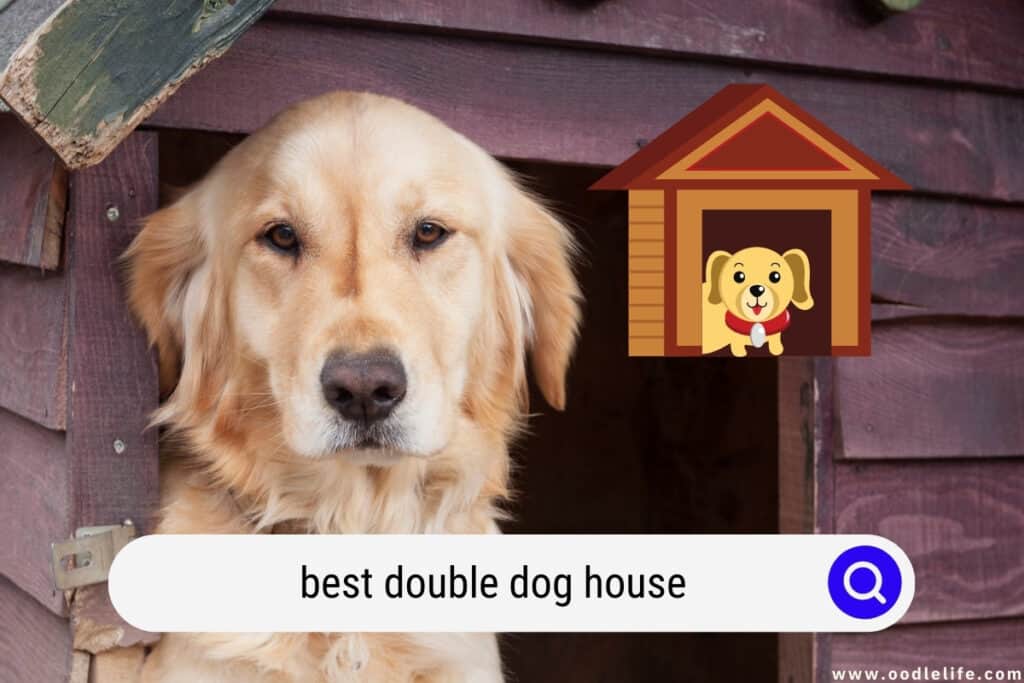 The Best Double Dog Houses (2022 Update) - Oodle Life