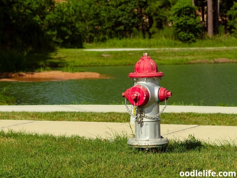 Best Doggie Fire Hydrants (to Pee On) 2022 - Oodle Life