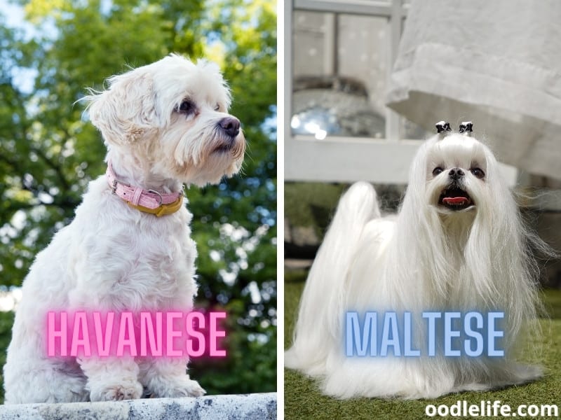 Havanese Vs Maltese - Dog Breed Comparison (with Photos!) - Oodle Life