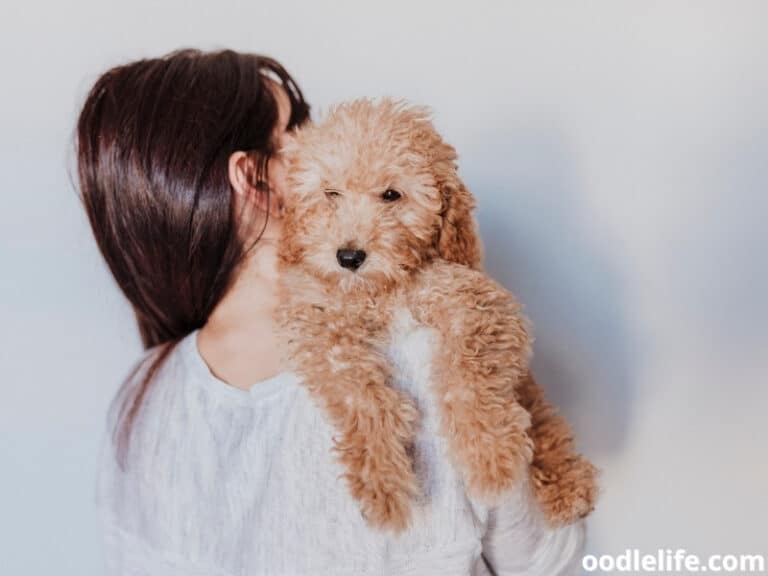 Smartest Small Dog Breeds [11 Best Breeds] - Oodle Life