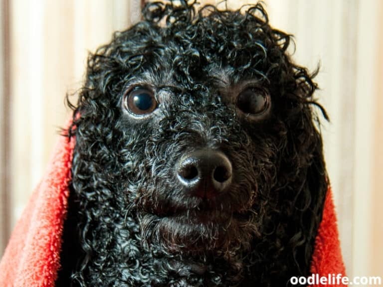 Ultimate Black Toy Poodle Guide (with Pictures) - Oodle Life