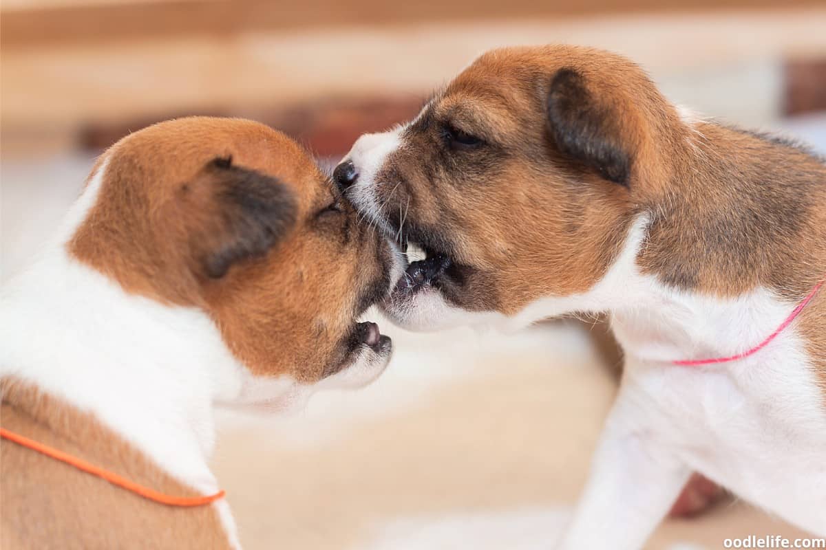 7 Tips For Raising Sibling Puppies Successfully - Oodle Life