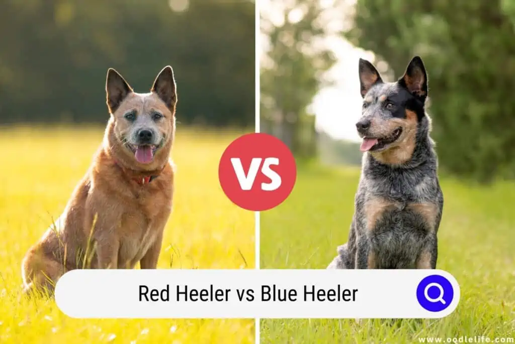 Red Heeler Vs Blue Heeler (Compared With PHOTOS) - Oodle Life Red Heeler Vs Blue Heeler (Compared With PHOTOS) - Oodle Life