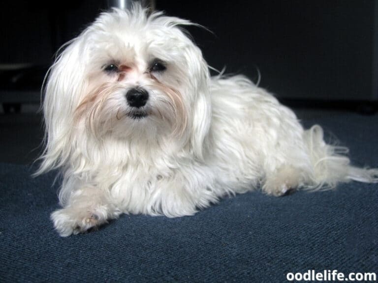 Maltipoo Yorkie Mix Information And Photos - Oodle Life