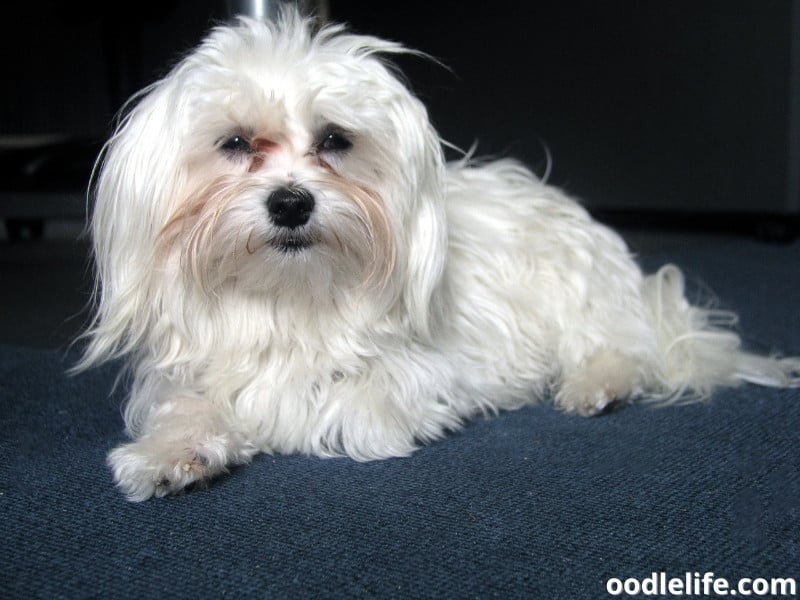 Maltipoo Yorkie Mix Information And Photos - Oodle Life