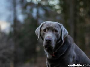 6 Labrador Colors: A Complete Overview (With Pictures And Rare Colors ...