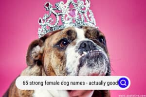 65 STRONG Female Dog Names (Actually GOOD) - Oodle Life