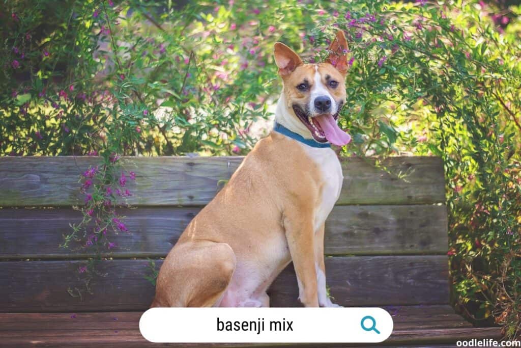 Which Is The Best Basenji Mix Dog For Me