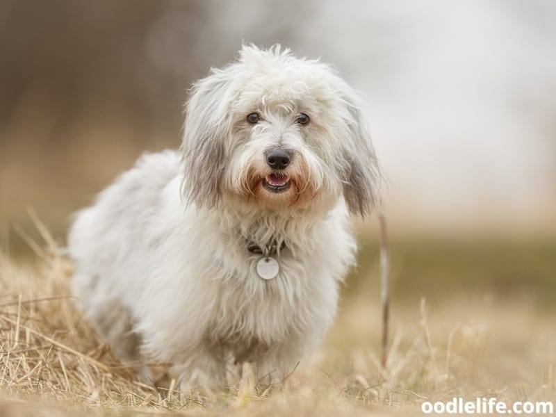 What Is Healthiest Small Dog Breed at Randall Tran blog
