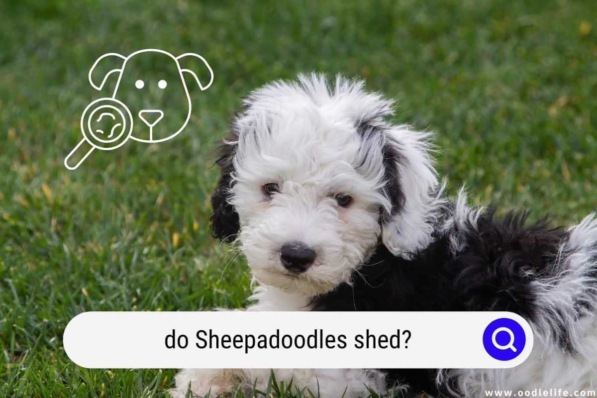 Do Sheepadoodles Shed? - Oodle Life