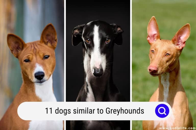 11 Dogs Similar To Greyhounds (with Pictures) - Oodle Life