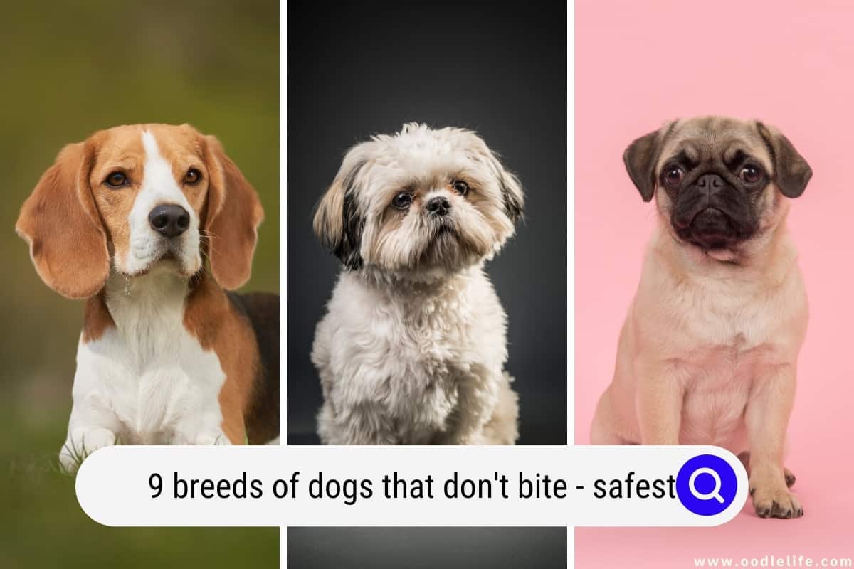 The 9 Safest Breeds Of Dogs That Don't Bite - Oodle Life