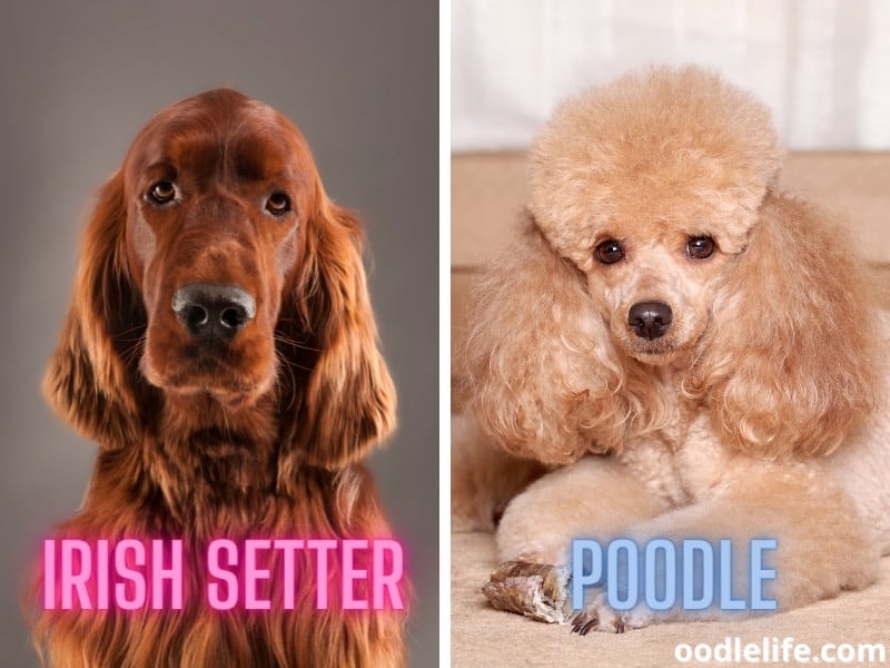 Fried Chicken Or Puppy? 5 Dog Breeds That Look Like Fried Chicken ...