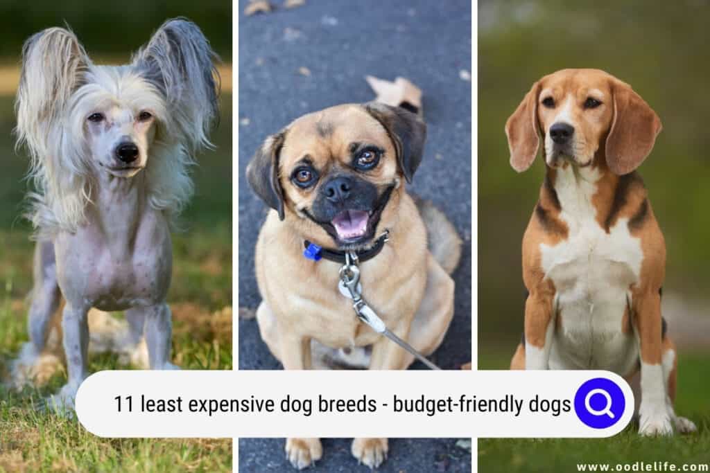 11 LEAST Expensive Dog Breeds With Photos (Budget Friendly Dogs ...