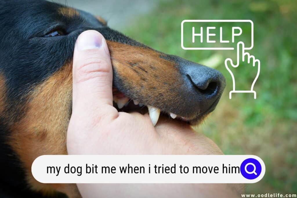 Help! My Dog Bit Me When I Tried To Move Him! - Oodle Life