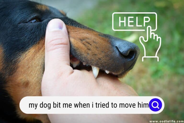 Help My Dog Bit Me When I Tried To Move Him Oodle Life help-my-dog-bit-me-when-i-tried-to-move-him-oodle-life