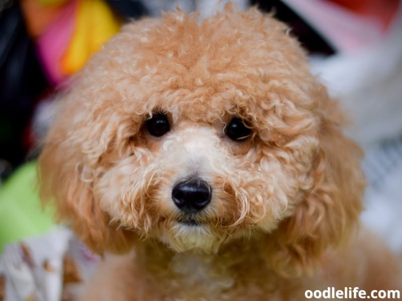 When Is A Pomapoo Full Grown? - Oodle Life