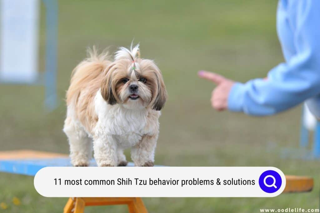 11 Most Common Shih Tzu Behavior Problems And Solutions - Oodle Life