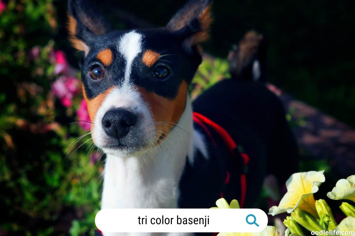 Basenji Dog Breed Guide (101, Photos, Puppies) - Oodle Life